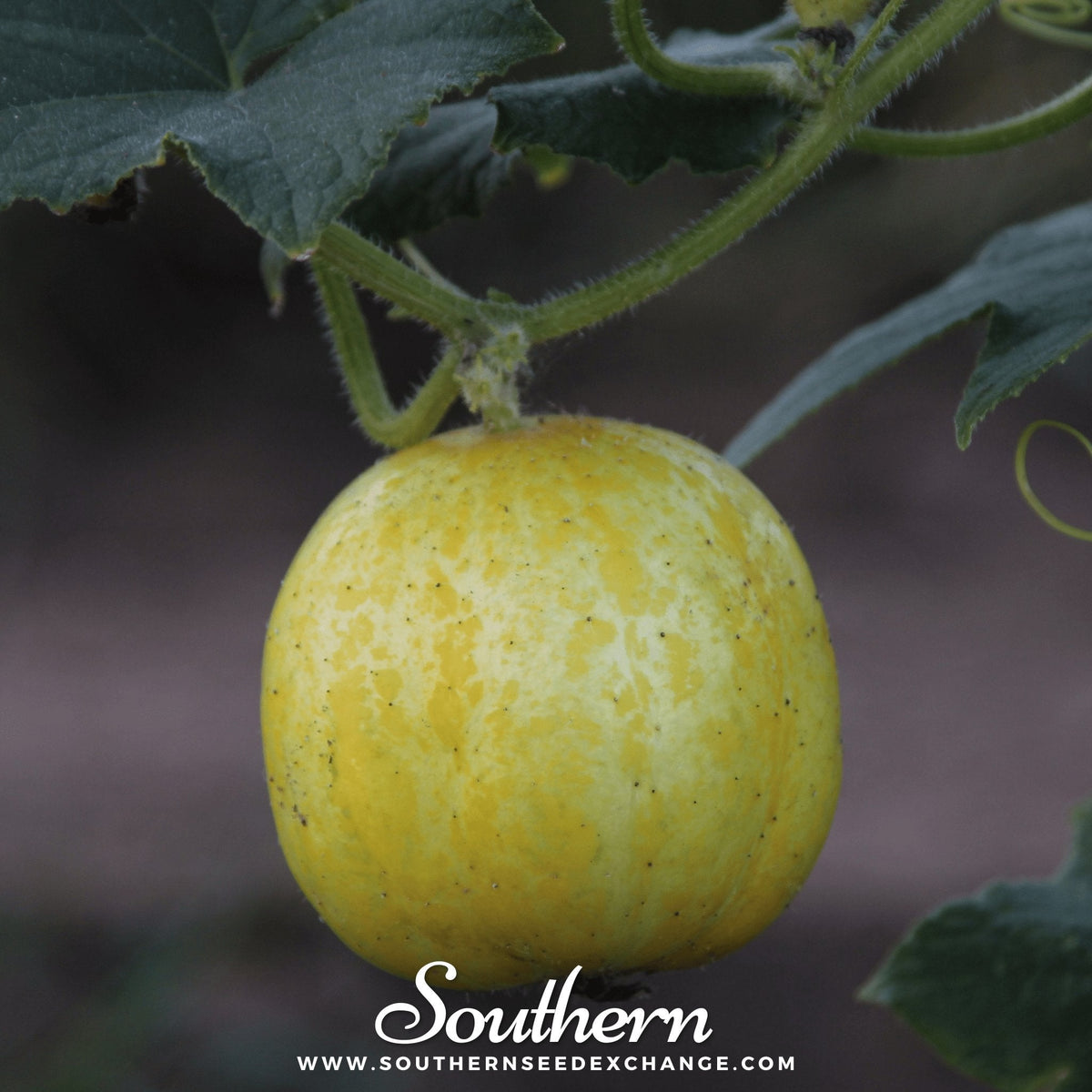 Cucumber Seeds & More – Heirloom Varieties | Seed Therapy – Southern Seeds