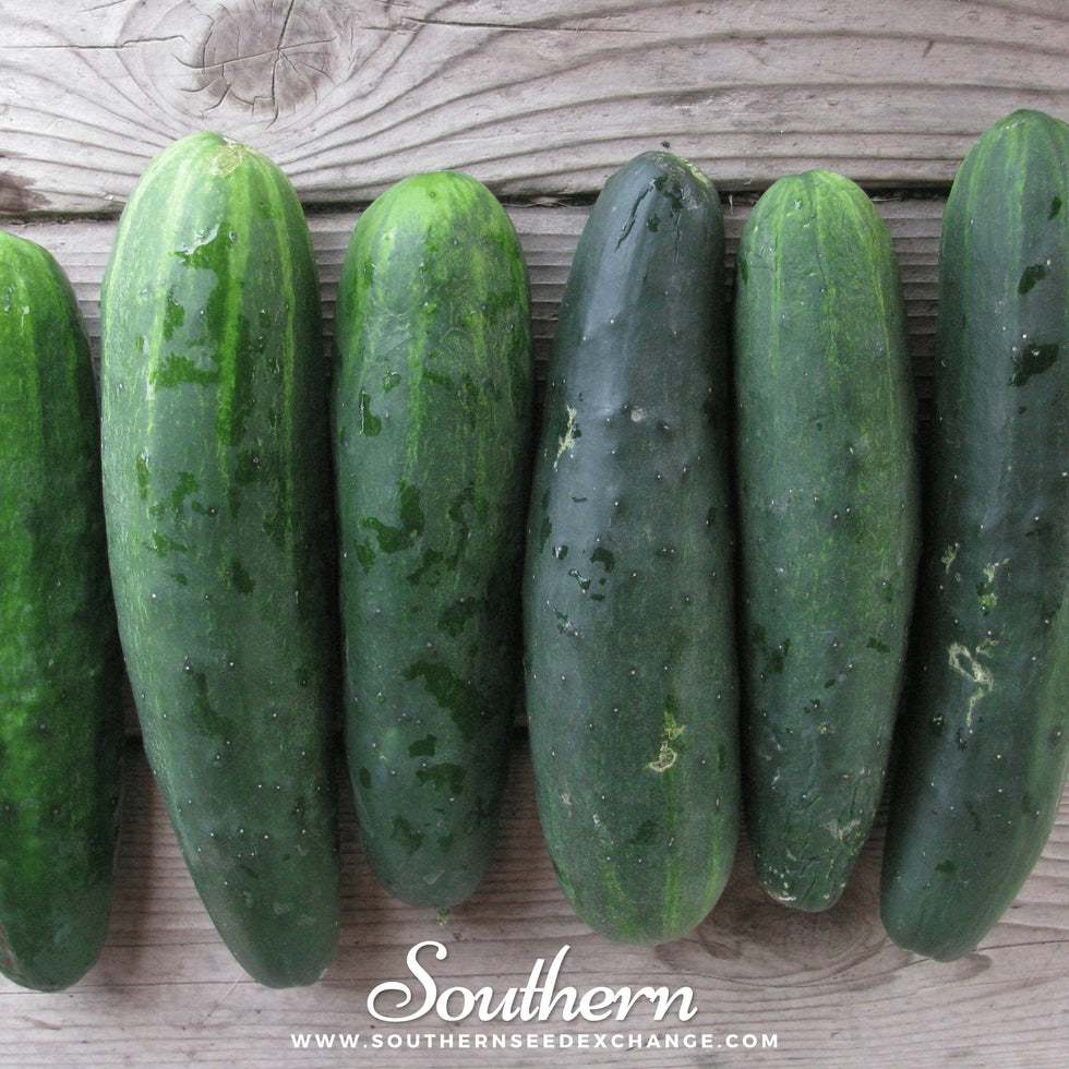 Cucumber Seeds & More – Heirloom Varieties | Seed Therapy – Southern Seeds