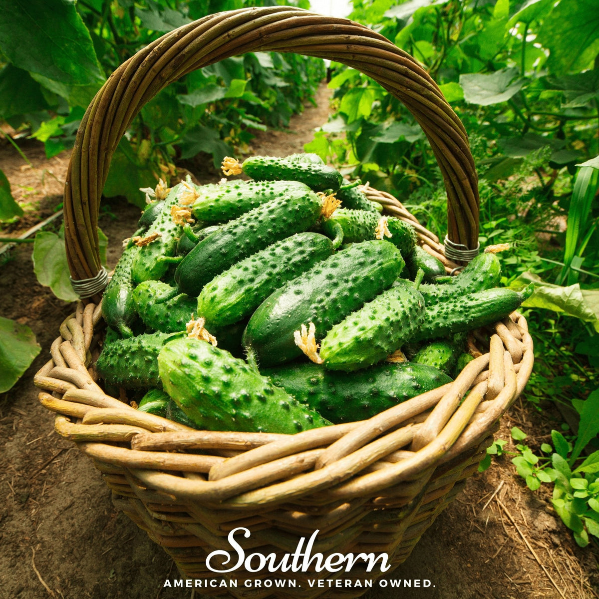 Cucumber Seeds & More – Heirloom Varieties | Seed Therapy – Southern Seeds