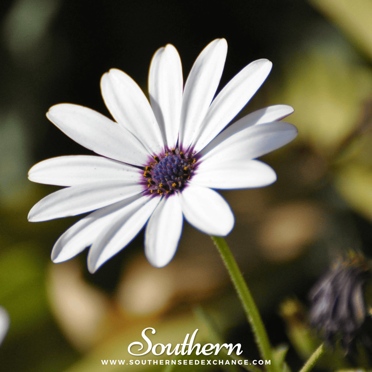 Daisy, African White (Dimorphotheca Sinuata) - 25 Seeds - Seed Therapy ...