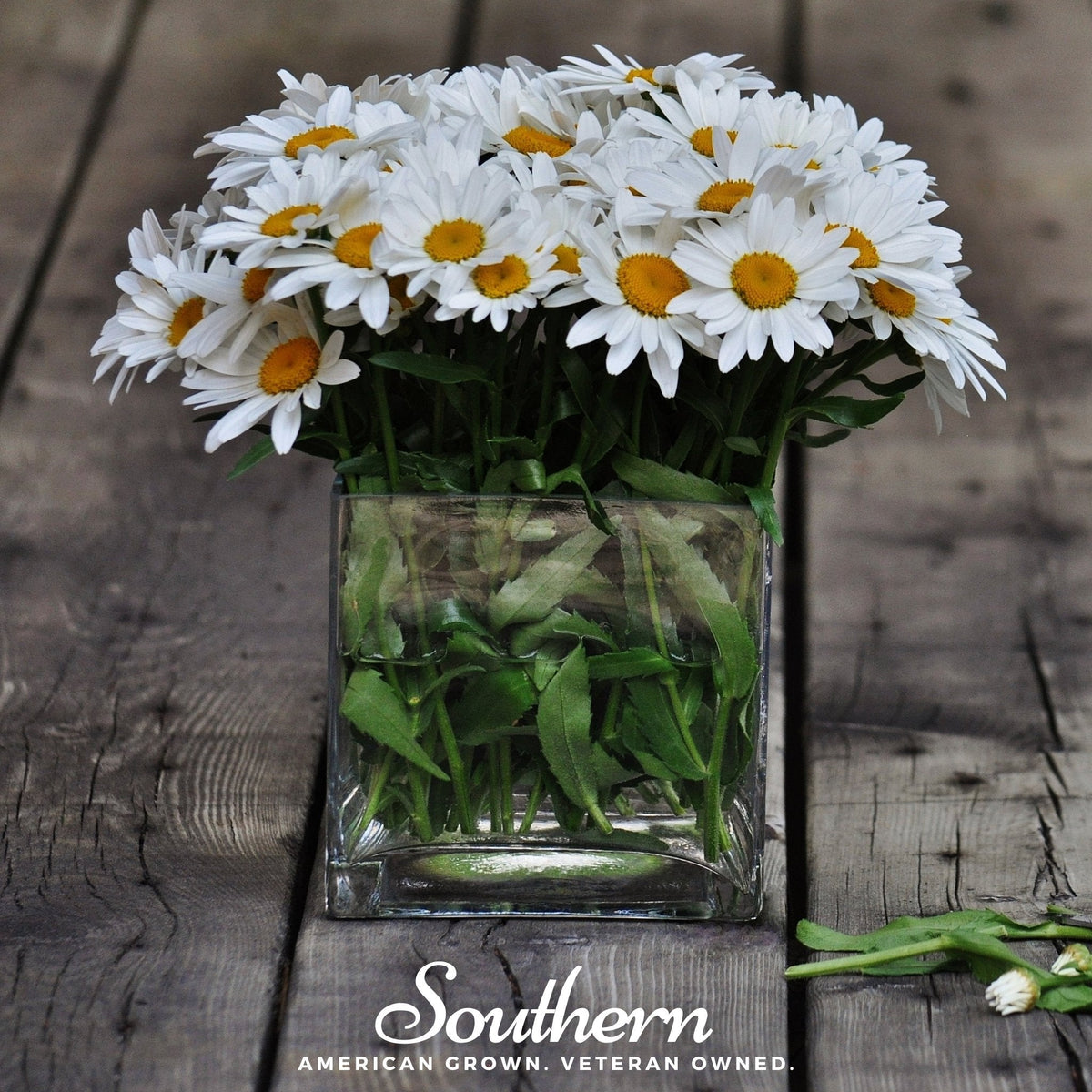 Daisy Seeds & More – Heirloom Varieties | Seed Therapy – Southern Seeds
