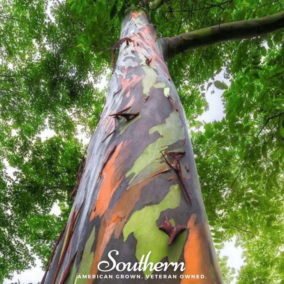 Eucalyptus, Rainbow Gum Tree (Eucalyptus deglupta) - 100 Seeds - Seed ...