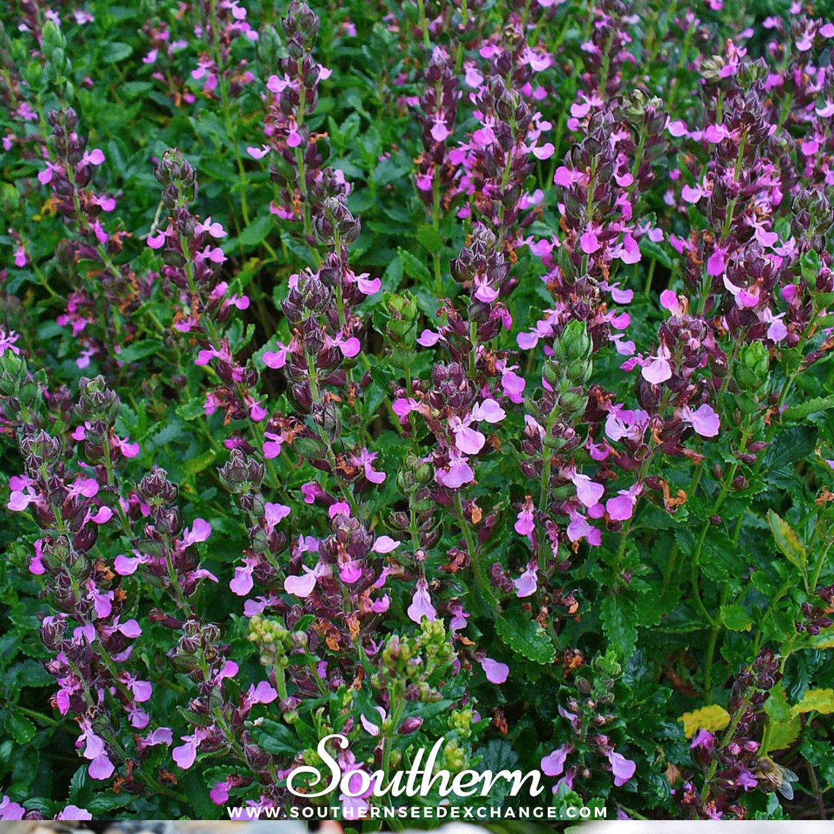 Germander, Wall (Teucrium Chamaedris) - 25 Seeds - Seed Therapy ...