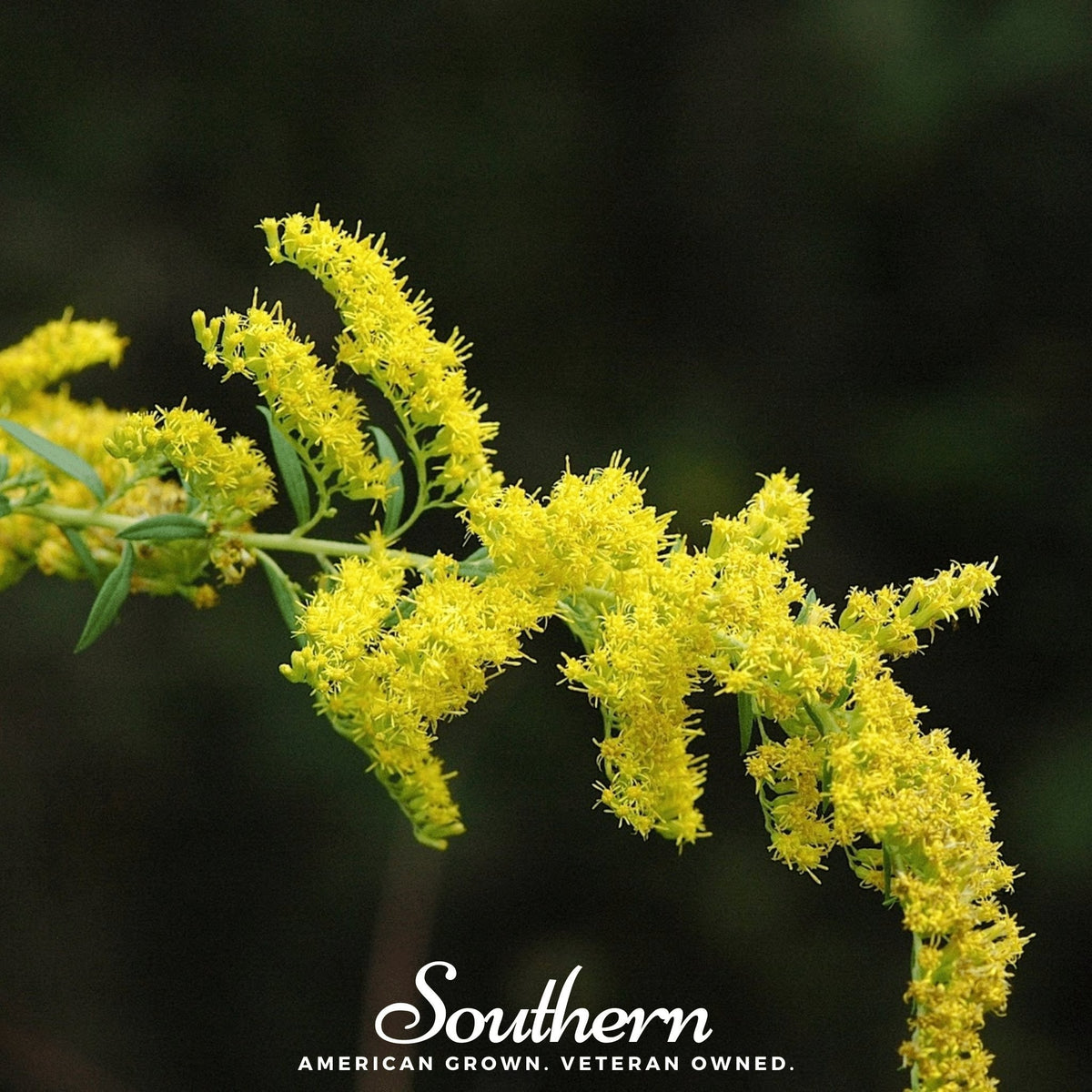 Goldenrod, Ohio (Solidago speciosa) - 100 Seeds - Seed Therapy ...