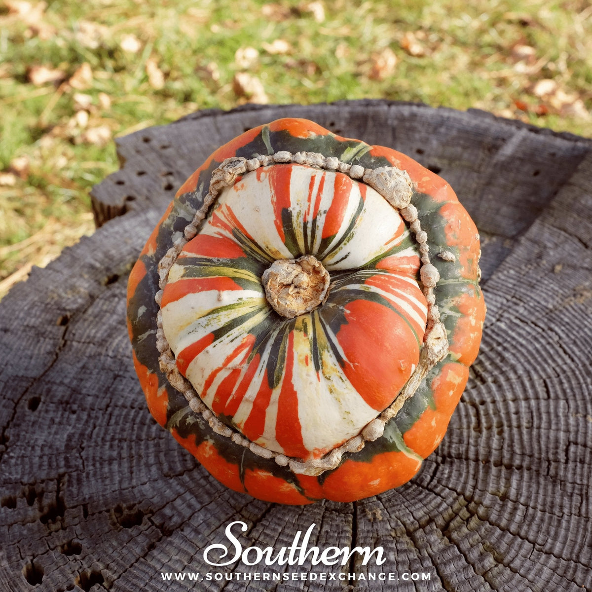Gourd, Turks Turban (Cucurbita maixima) - 10 Seeds - Seed Therapy ...