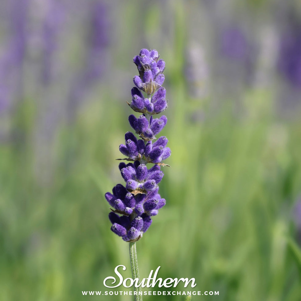 Lavender, Hidcote (Lavandula angustifolia Hicote) - 50 Seeds - Seed ...