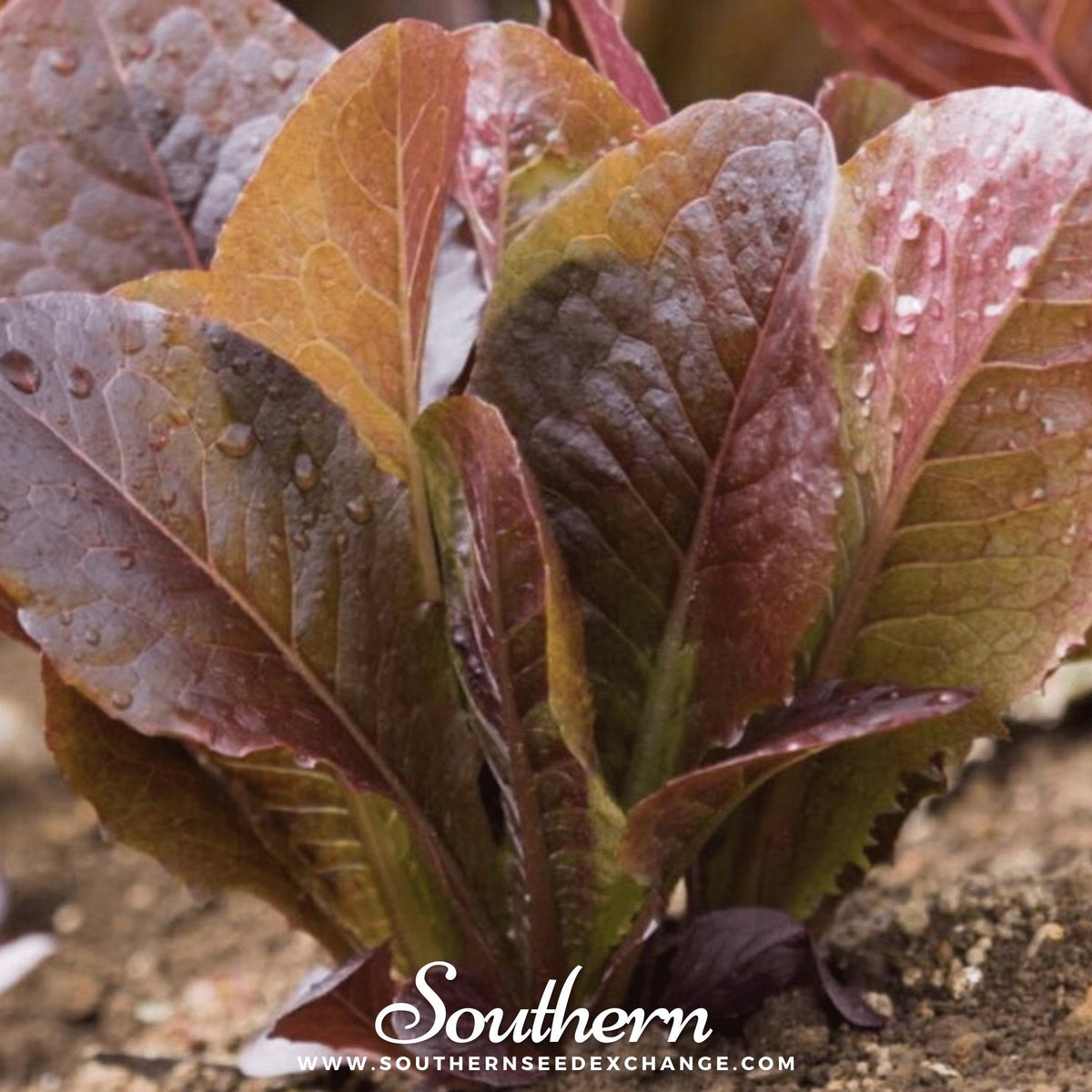 Lettuce, Cimmaron Romaine (Lactuca sativa) - 200 Seeds - Seed Therapy ...