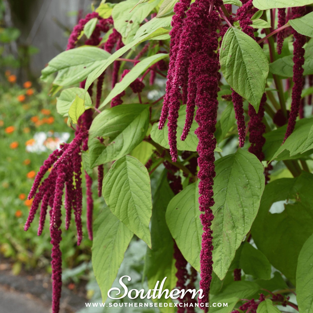 Love Lies Bleeding (Amaranthus caudatus) - 250 Seeds - Seed Therapy ...