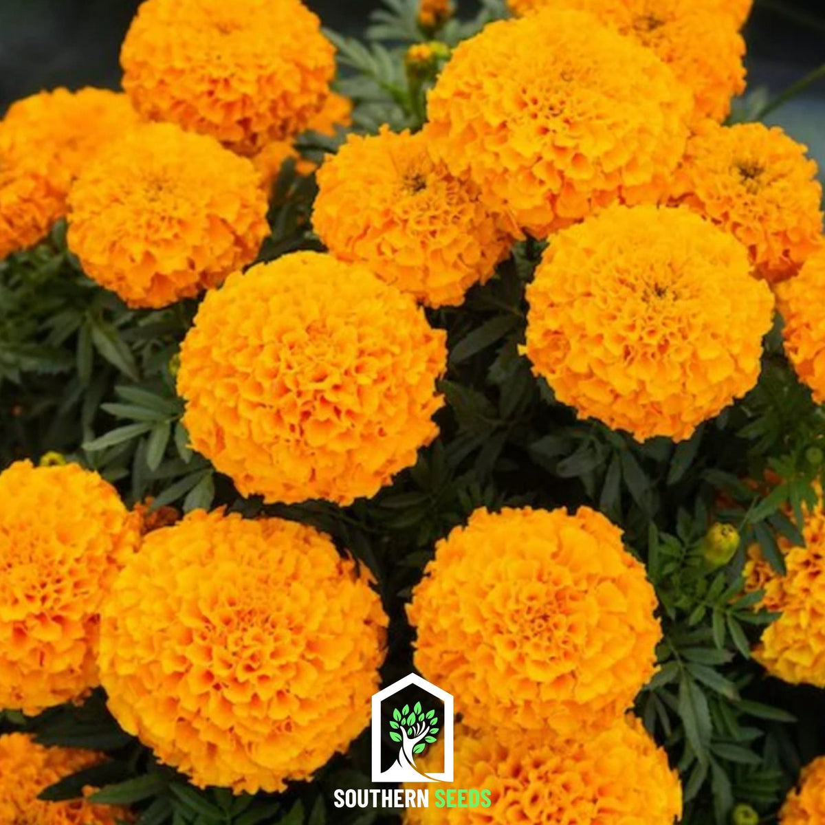 Marigold, Crackerjack (Tagetes erecta) - 100 Seeds - Seed Therapy ...