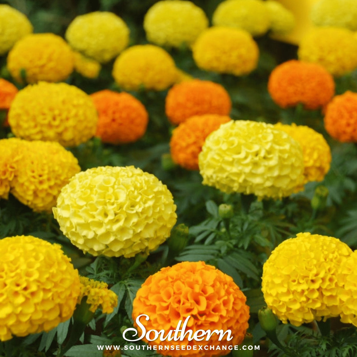 Marigold, Petite French (Tagetes patula) - 100 Seeds - Seed Therapy ...