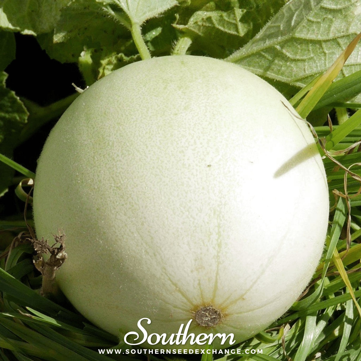 Melon, Green Flesh Honeydew (Cucumis melo) - 20 Seeds - Seed Therapy ...