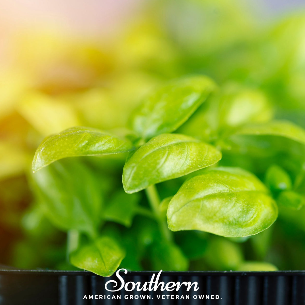 Microgreen, Basil Genovese (Ocimum basilicum) - 8 grams - Seed Therapy ...
