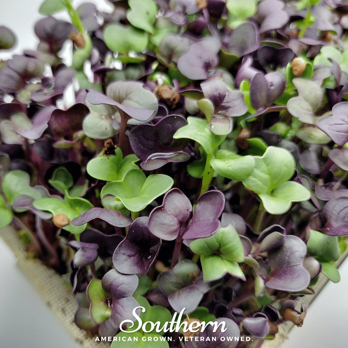Microgreen, Confetti Radish (Raphanus sativus) - 10 grams - Seed ...