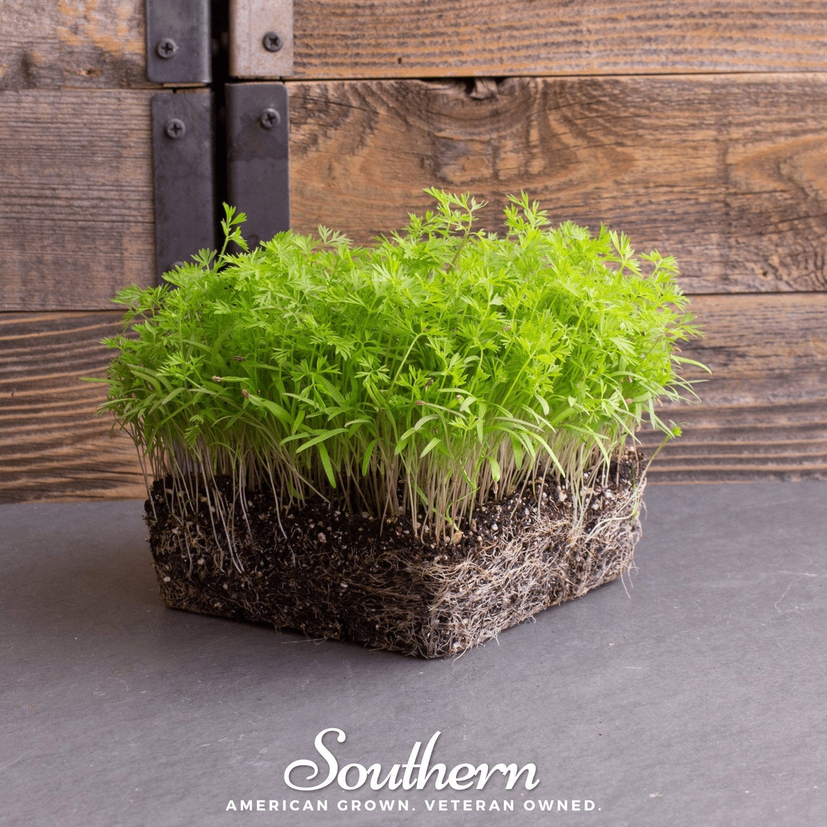 Microgreen, Dill (Anethum graveolens) - 8 grams - Seed Therapy ...