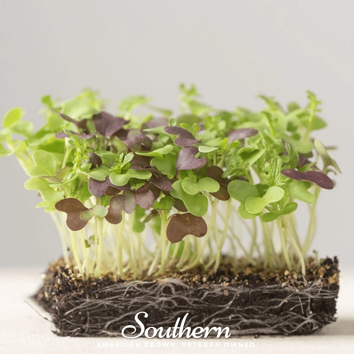 Microgreen, Southern Spice Mix (Brassica spp.) - 8 grams - Seed Therapy ...