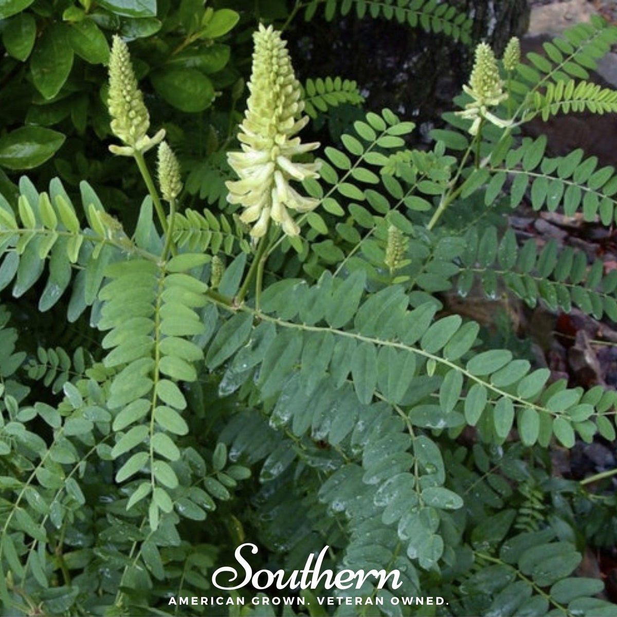 Milk Vetch, Canadian (Astragalus canadensis) - 50 Seeds - Seed Therapy ...