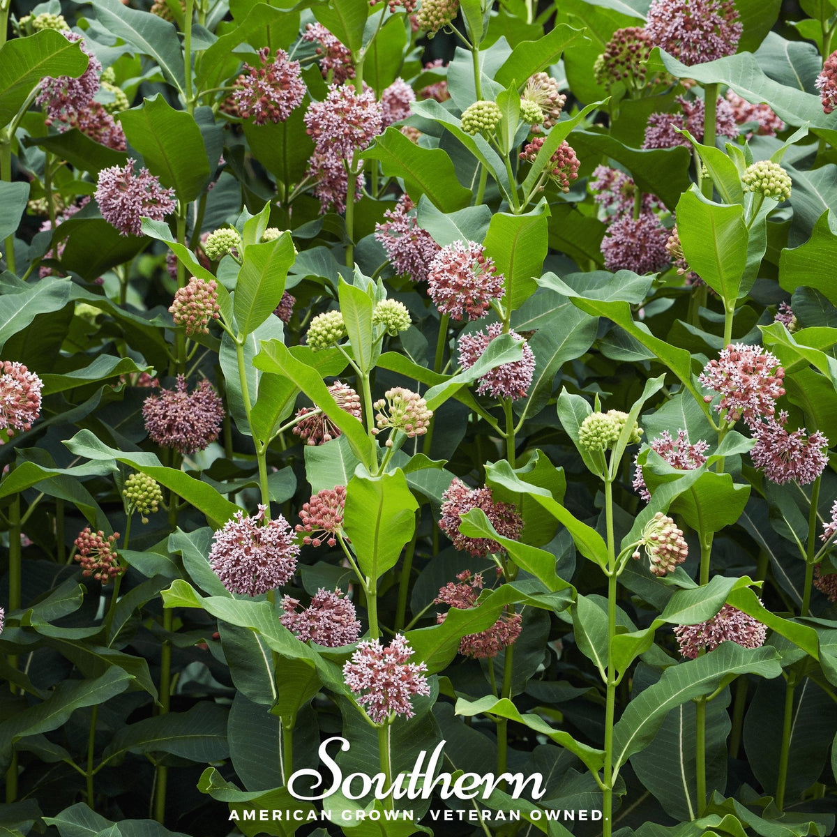 Milkweed, Common (Asclepias syriaca) - 50 Seeds - Seed Therapy ...