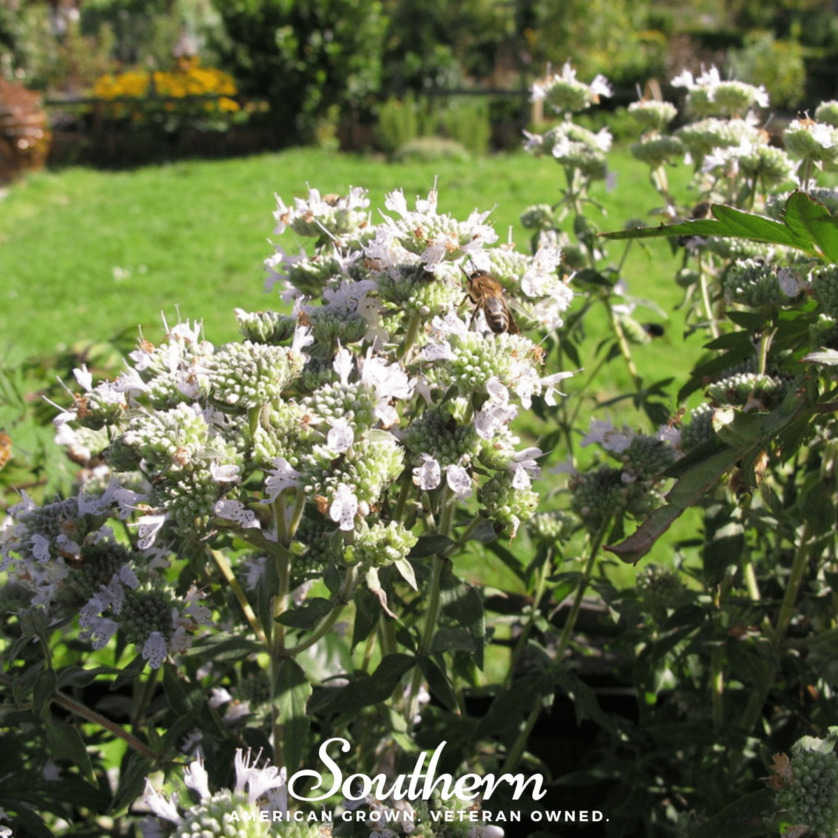 Mountain Mint (Pycnanthemum pilosum) - 100 Seeds - Seed Therapy ...