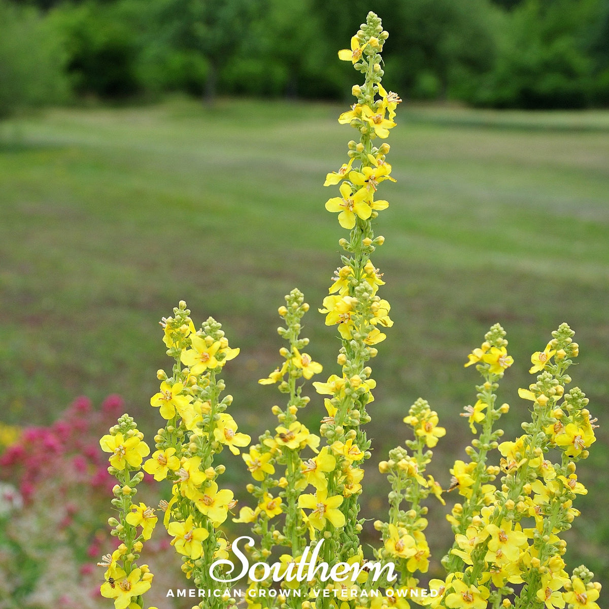 Mullein Seeds & More – Heirloom Varieties | Seed Therapy – Southern Seeds
