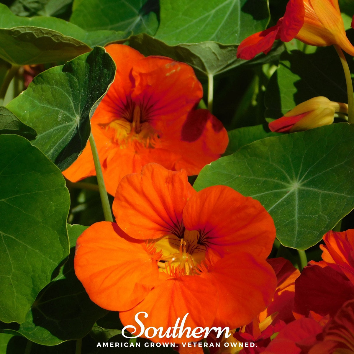 Nasturtium, Empress of India (Tropaeolum nanum) - 25 Seeds - Seed ...
