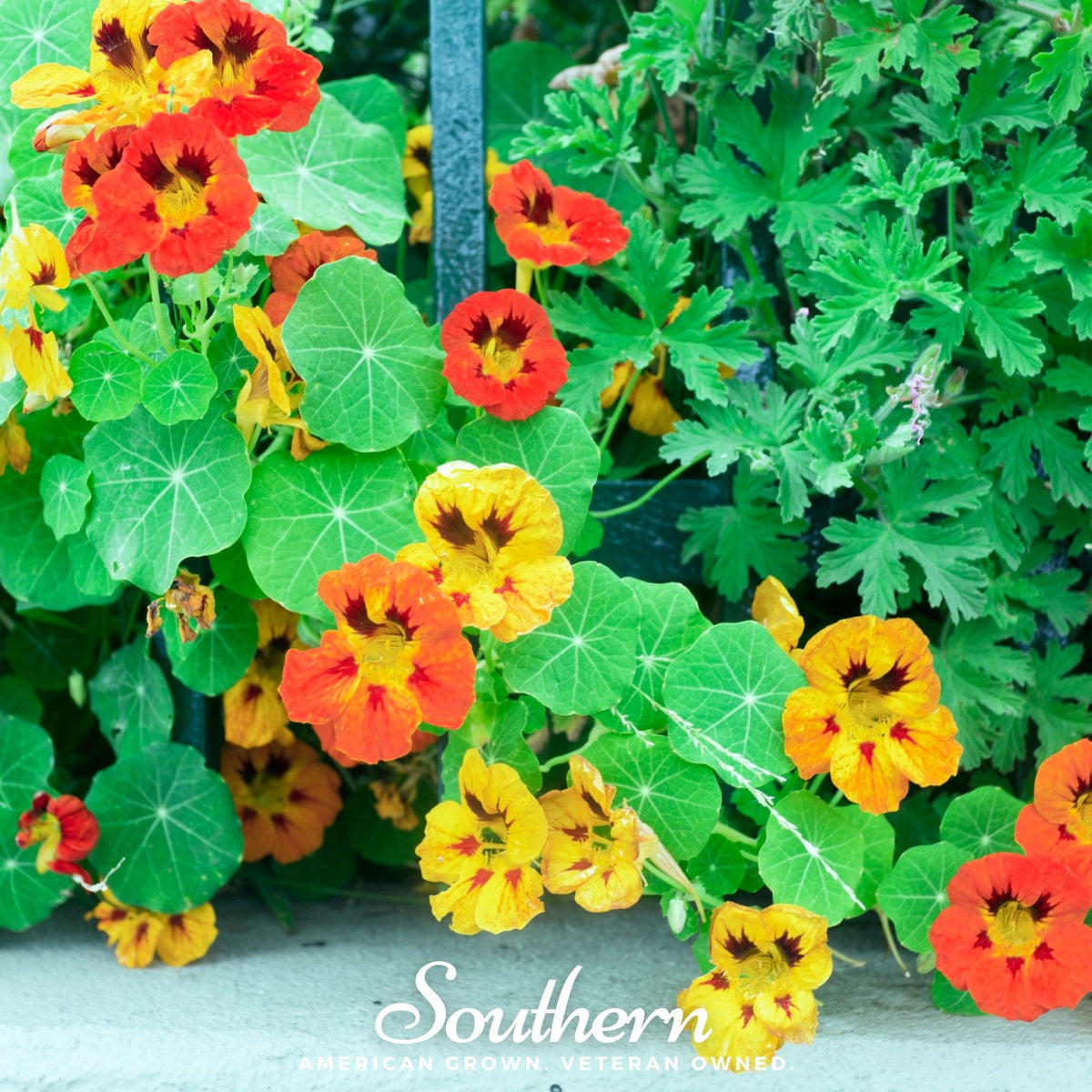 Nasturtium, Jewel Mix (Tropaeolum nanum) - 25 Seeds - Seed Therapy ...