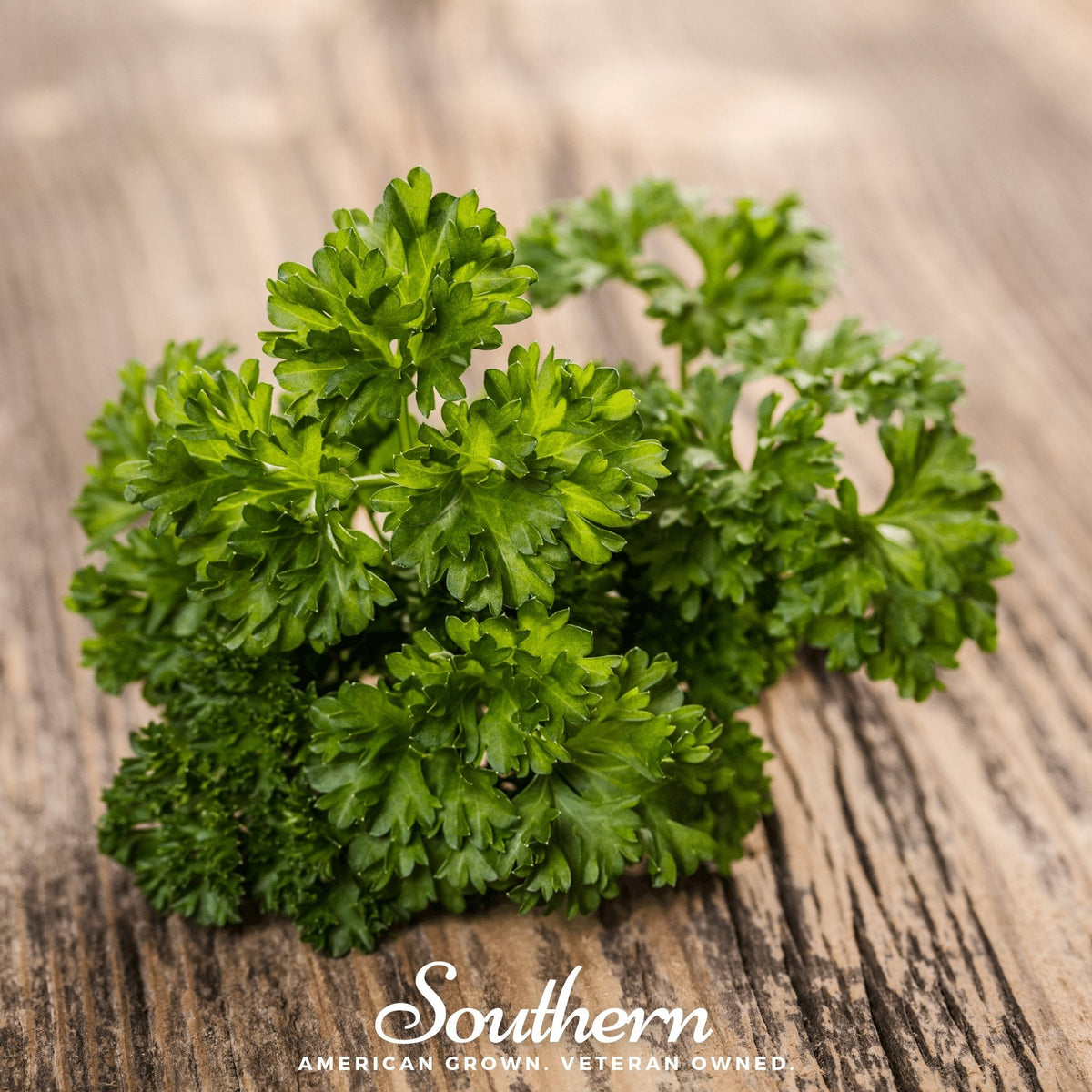 Parsley, Evergreen (Petroselinum crispum) - 200 Seeds - Seed Therapy ...