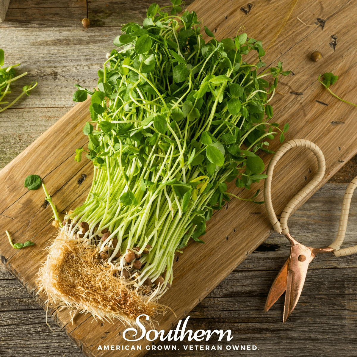 Peas, Dwarf Grey Sugar (Pisum sativum) - 100 Seeds - Seed Therapy ...