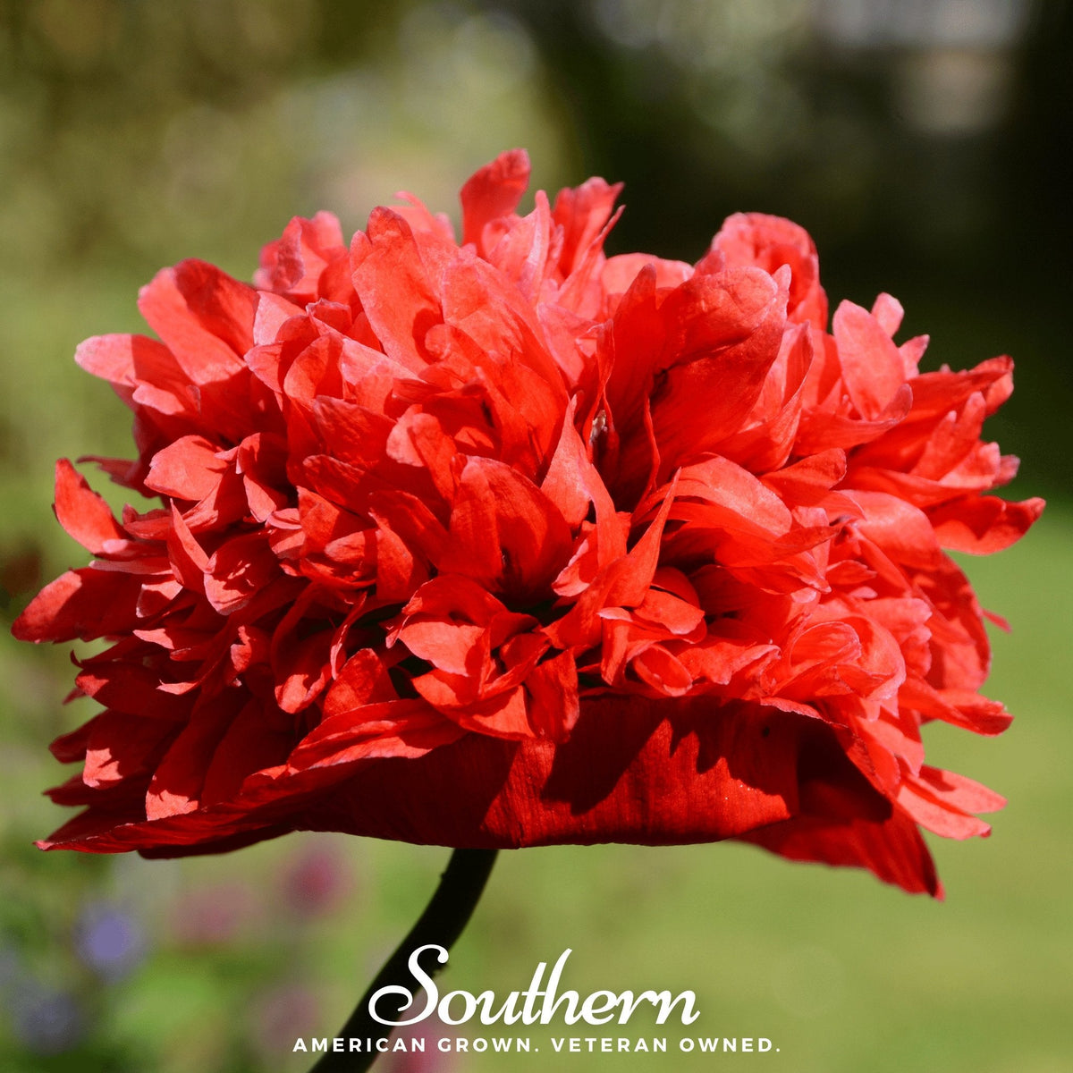 Poppy Seeds & More – Heirloom Varieties | Seed Therapy – Southern Seeds