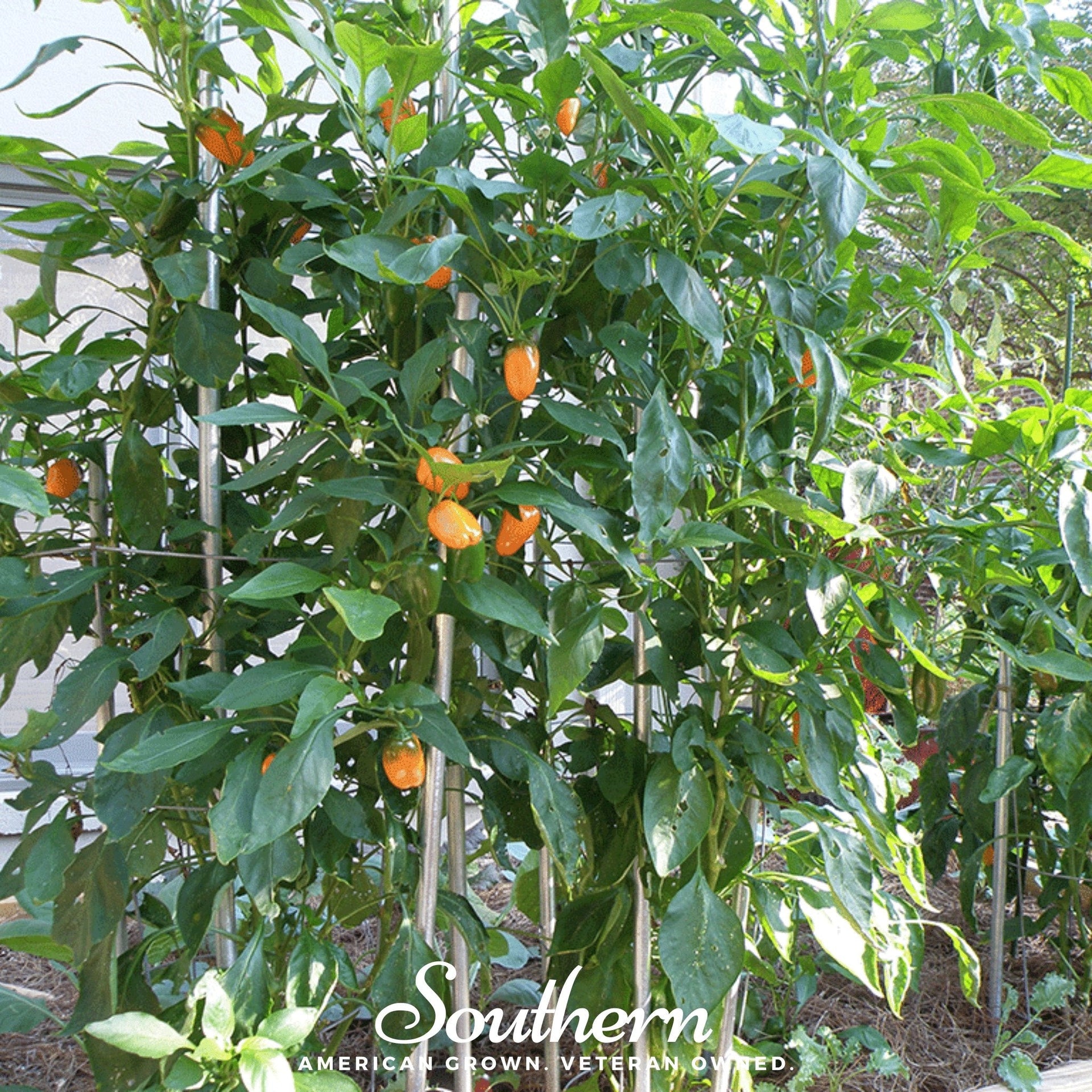 Pepper, Lunchbox Sweet Pepper - 25 Seeds - Seed Therapy – Southern Seeds