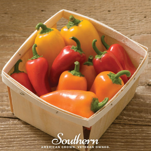 Pepper, Lunchbox Sweet Pepper - 25 Seeds - Seed Therapy – Southern Seeds