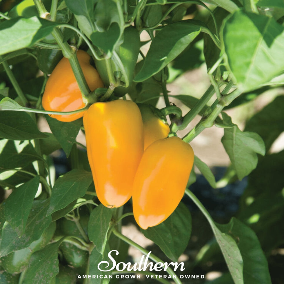 Pepper, Lunchbox Sweet Pepper - 25 Seeds - Seed Therapy – Southern Seeds