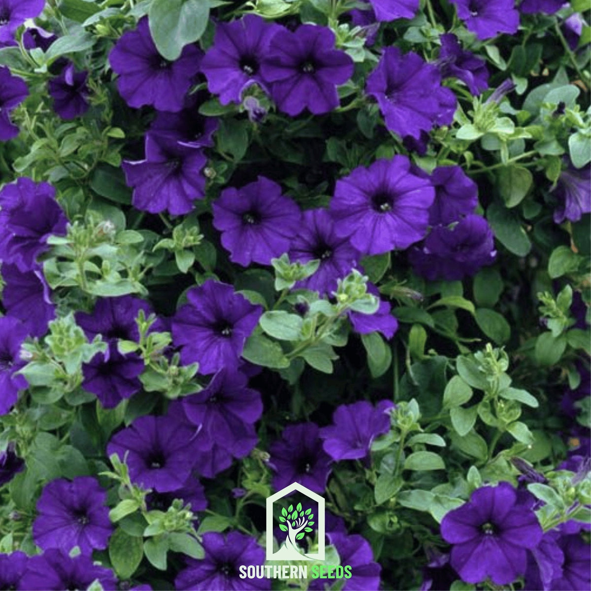 Petunia, Alderman Blue (Petunia nana compacta) - 100 Seeds - Seed ...
