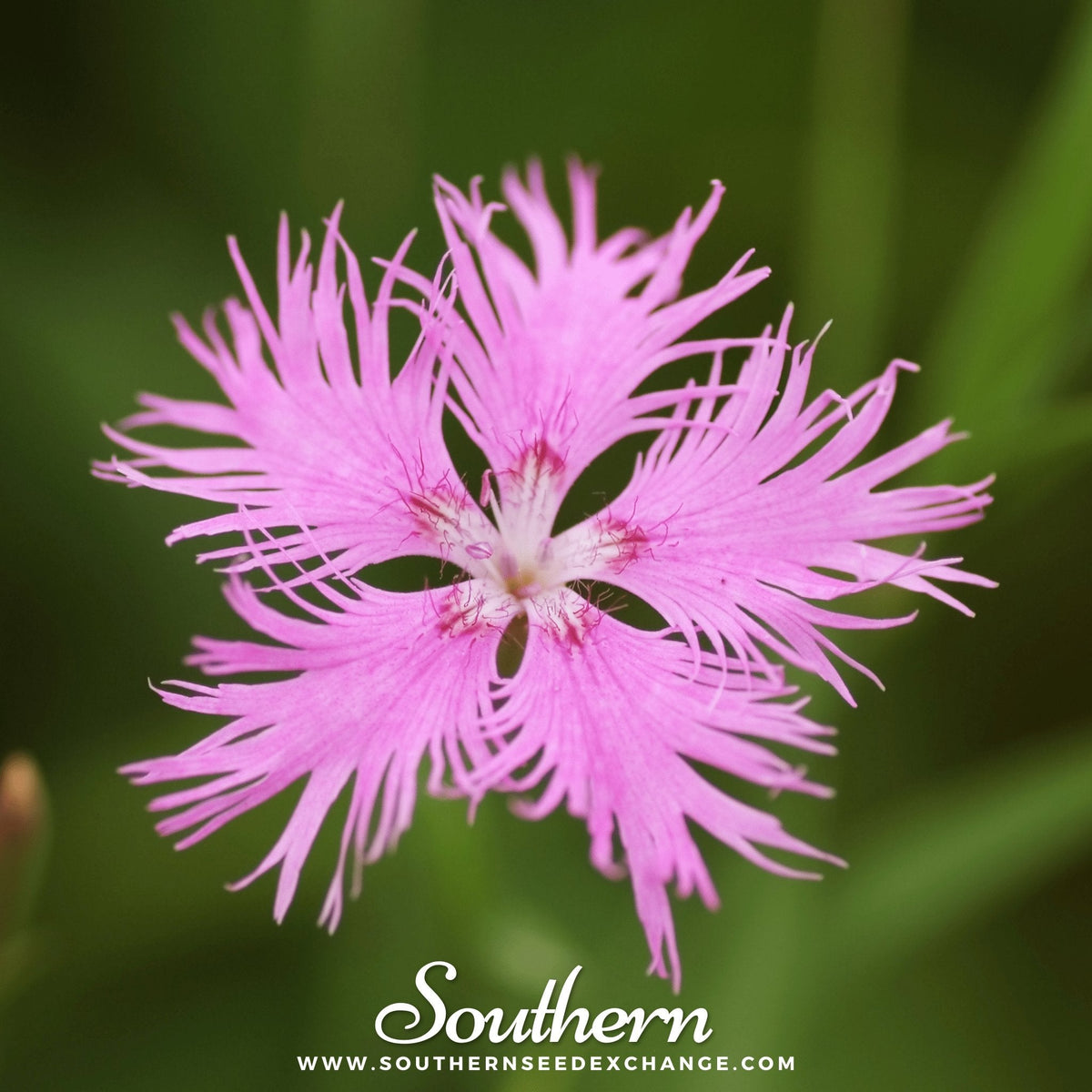 Pinks, Fringed (Dianthus superbus) - 200 Seeds - Seed Therapy ...