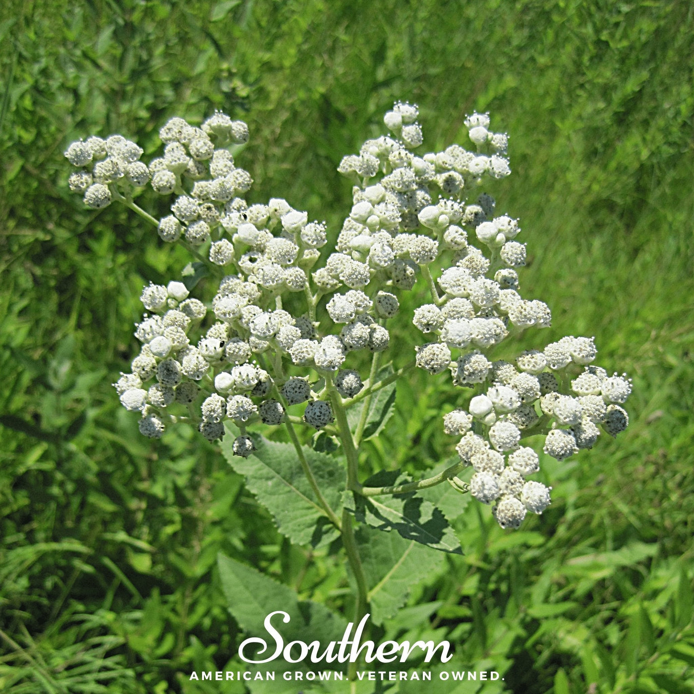 Quinine, Wild (Parthenium integrifolium) - 50 Seeds - Seed Therapy ...