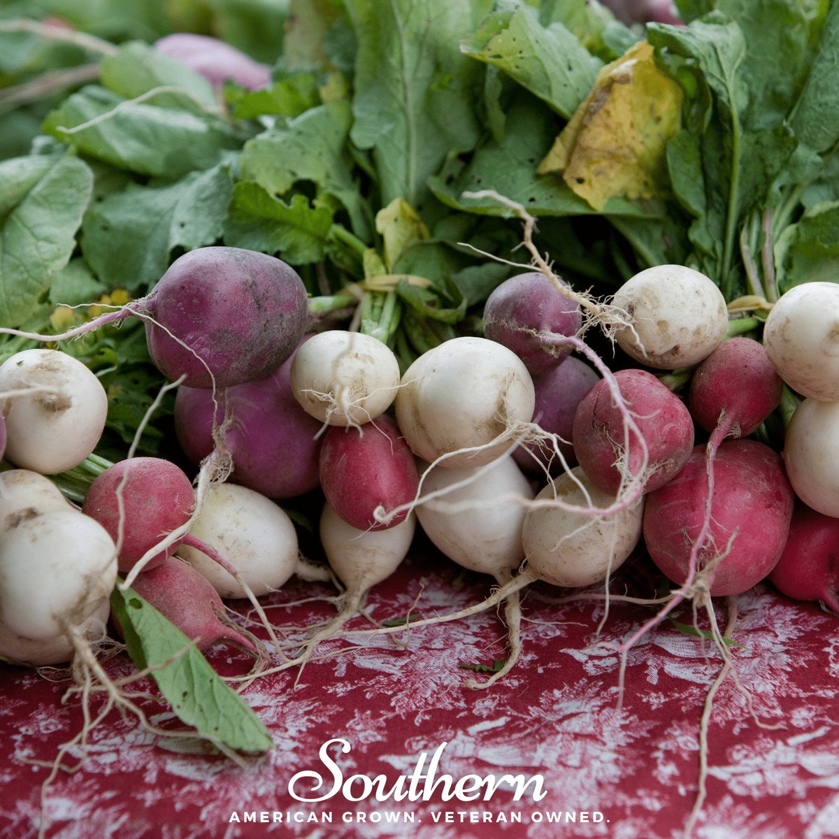 Radish, Easter Egg (Raphanus sativus) - 250 Seeds - Seed Therapy ...