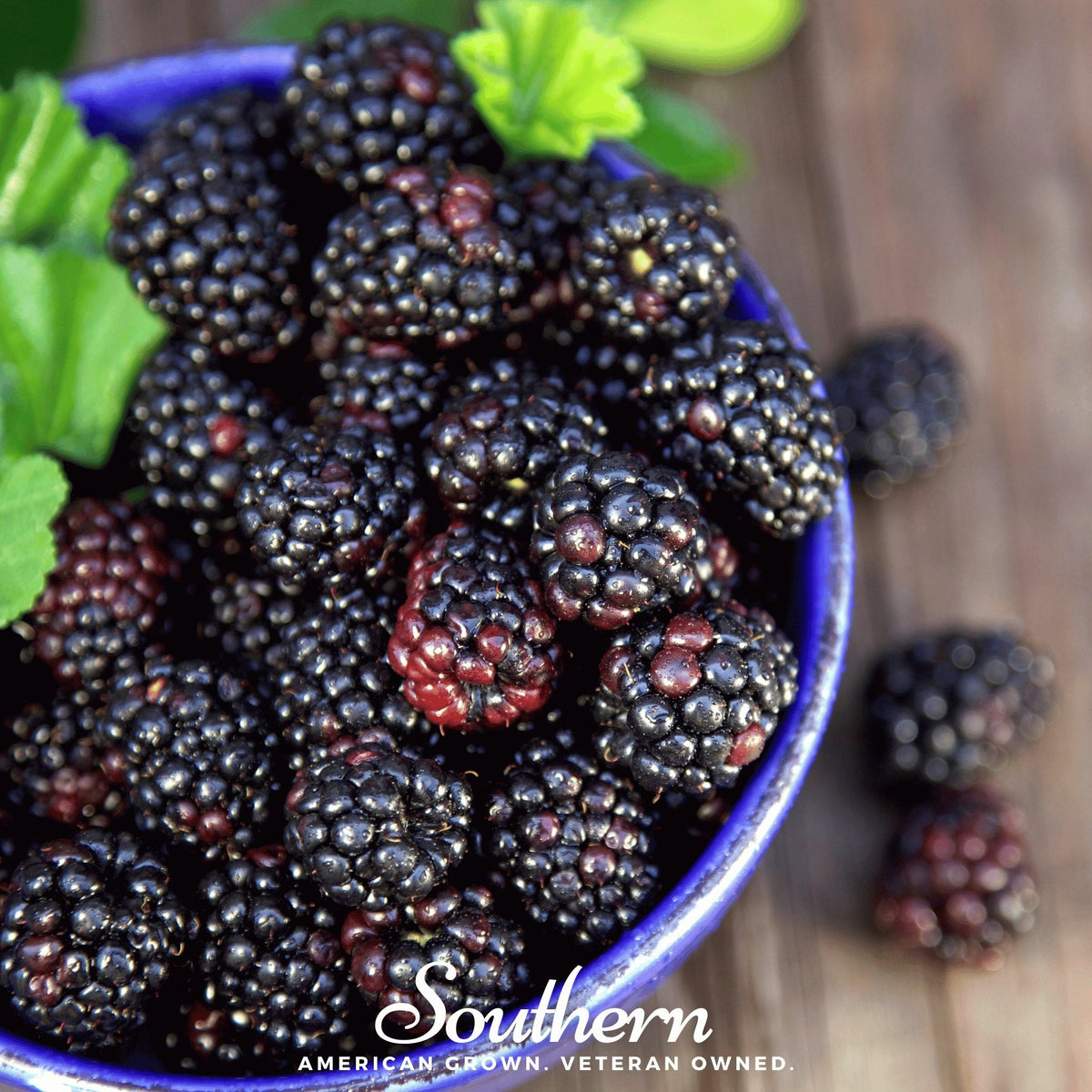 Raspberry, Black (Rubus occidentalis) - 30 Seeds - Seed Therapy ...