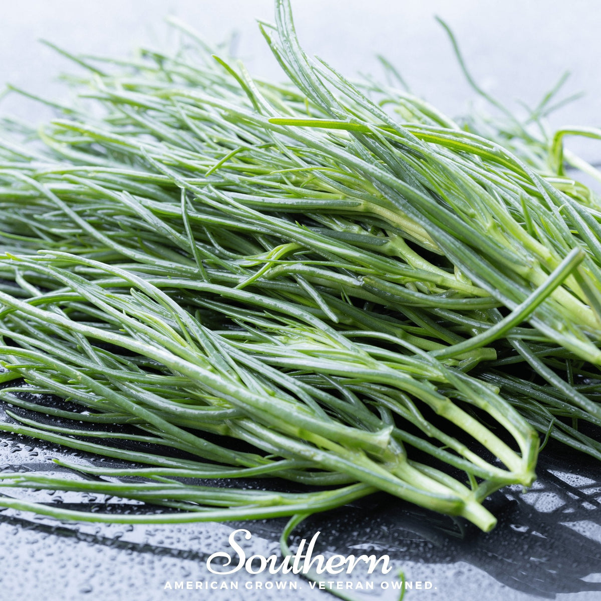 Saltwort (Salsola komarovii) - 50 Seeds - Seed Therapy – Southern Seeds