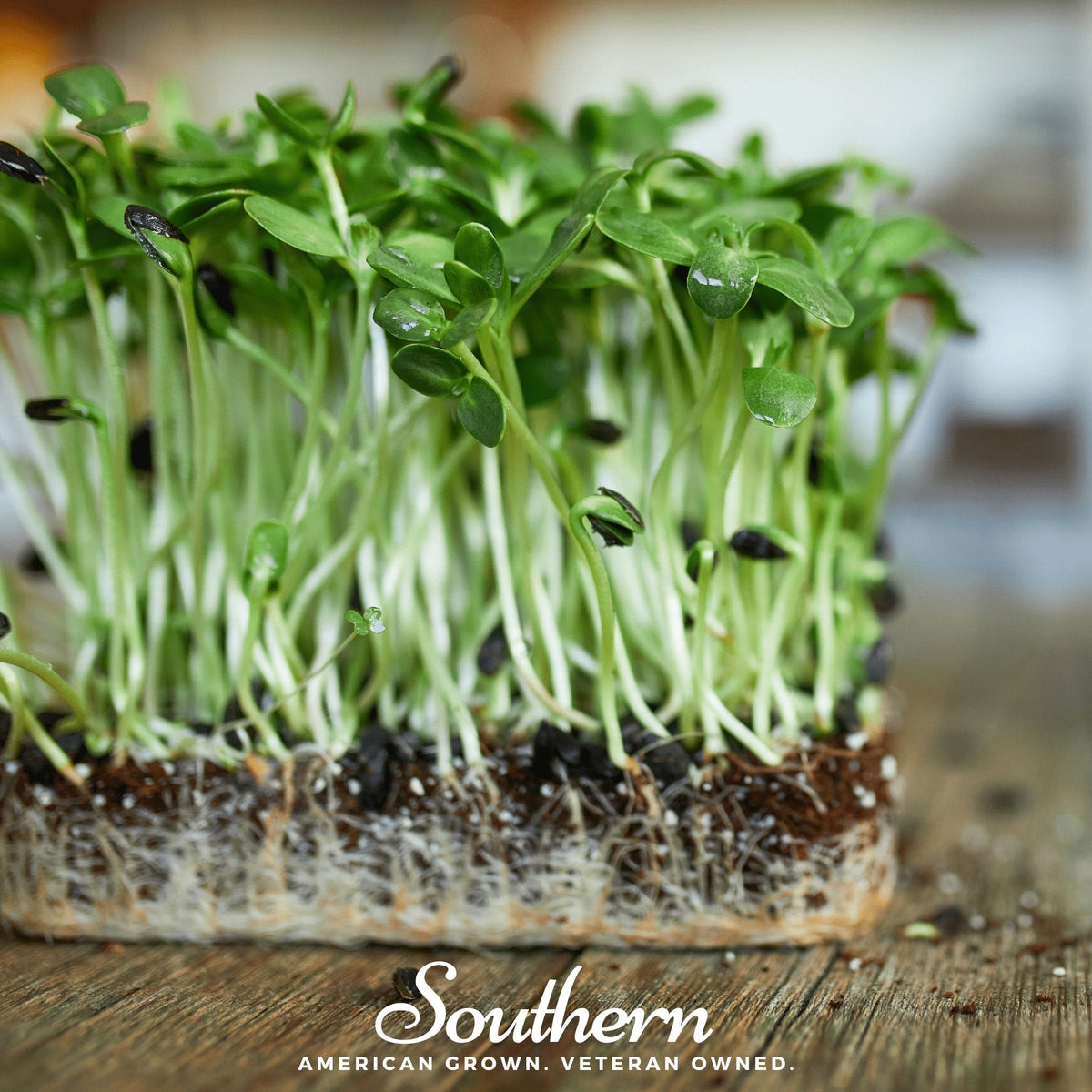 Sprout, Sunflower Black Oil (Helianthus annuus) - 500 Seeds - Seed ...