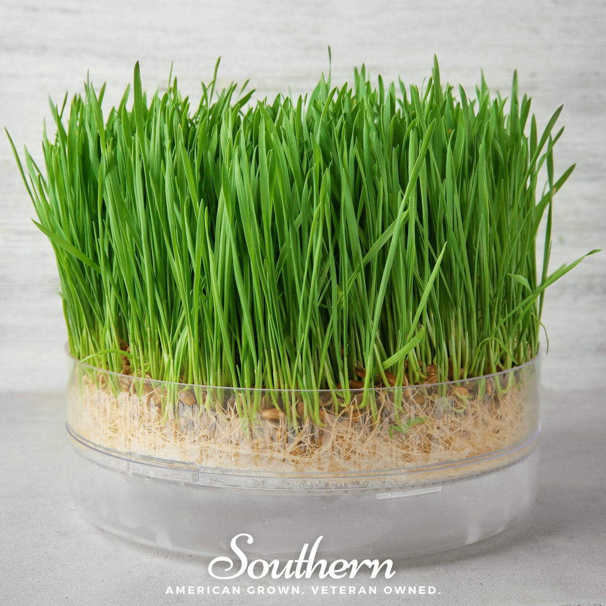 Sprout, Wheat, Hard Red Winter (Triticum aestivum) - 200 Seeds - Seed ...