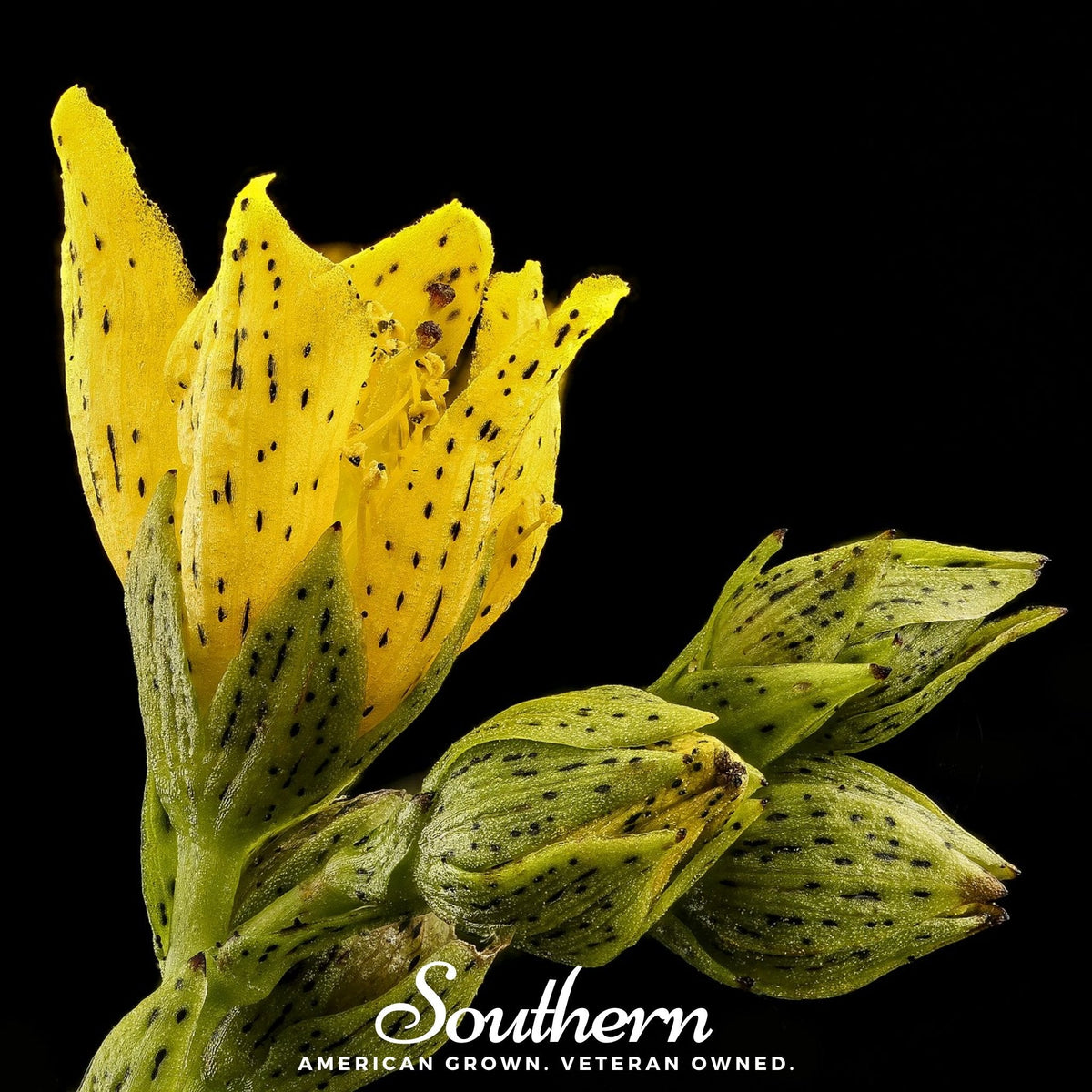 St John’s Wort, DOTTED (Hypericum punctatum) - 100 Seeds - Seed Therapy ...