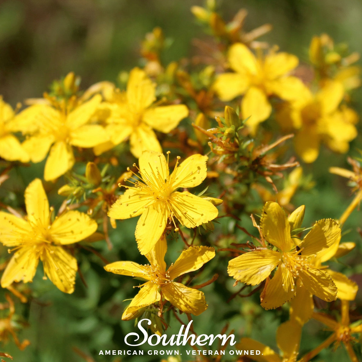 St John’s Wort (Hypericum perforatum) - 100 Seeds - Seed Therapy ...