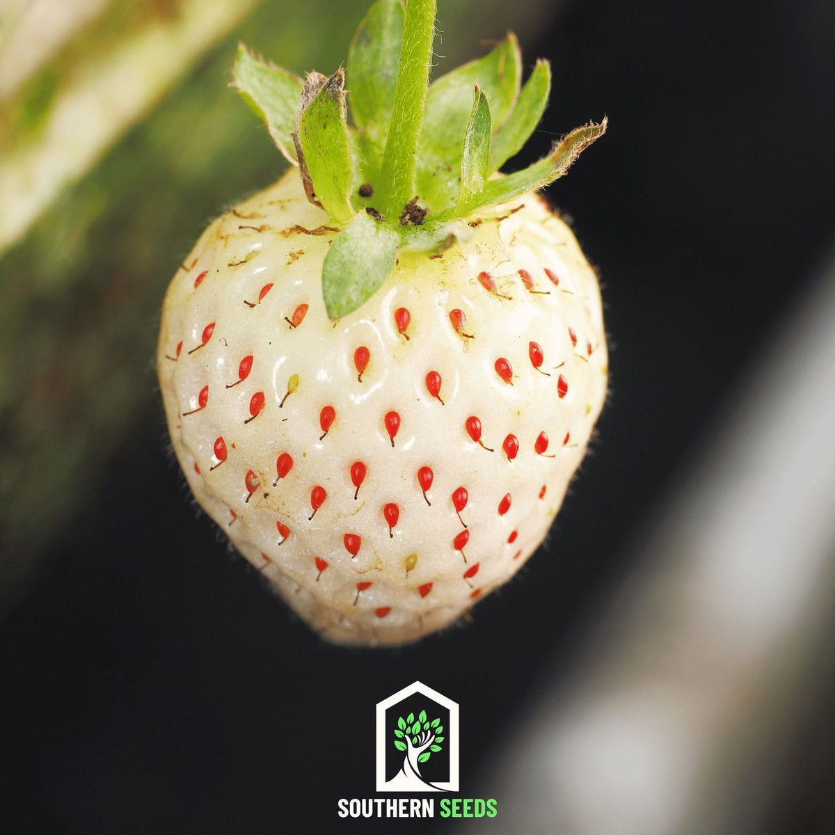 Strawberry, White Soul (Fragaria vesca) - 100 Seeds - Southern Seeds