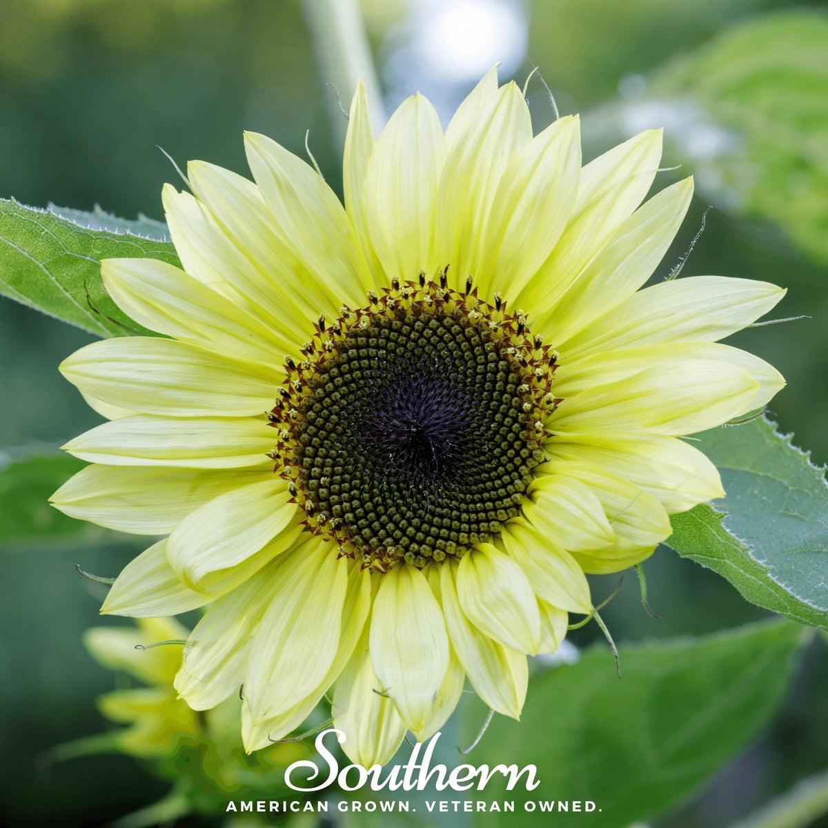 Sunflower Seeds & More – Heirloom Varieties | Seed Therapy – Southern Seeds