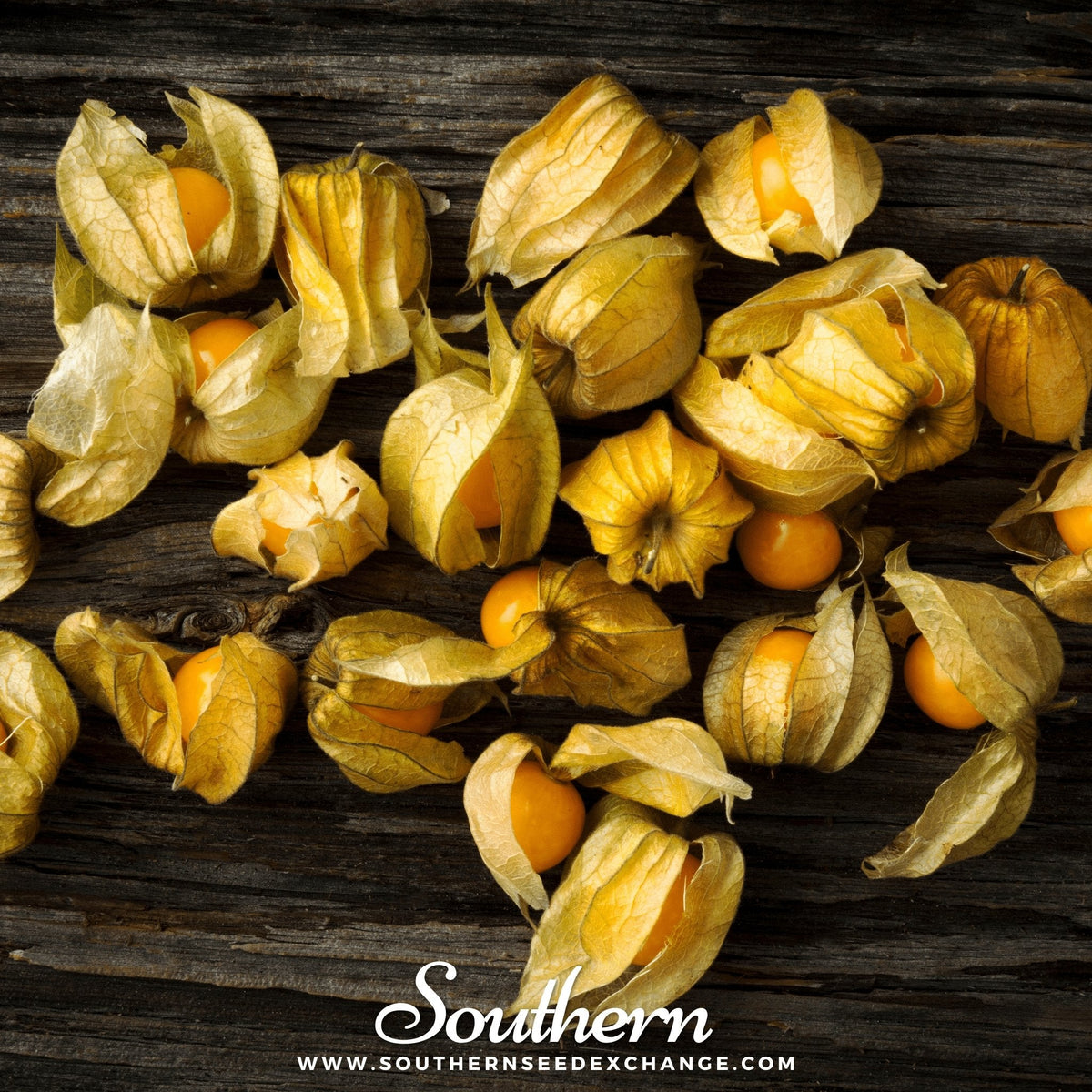 Tomatillo, Husk Cherry (Physalis pruinosa) - 20 Seeds - Seed Therapy ...