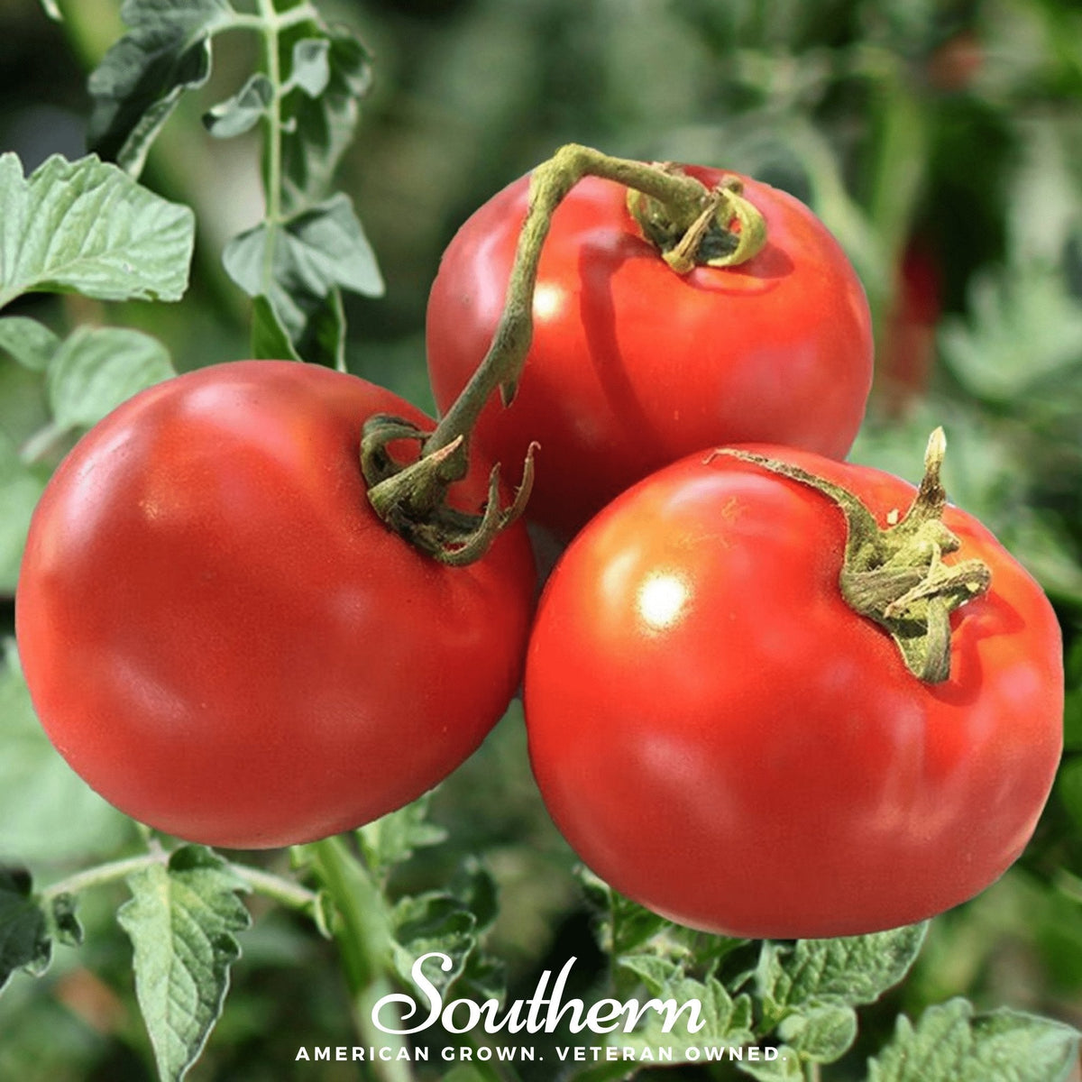 Tomato Seeds & More – Heirloom Varieties | Seed Therapy – Southern Seeds