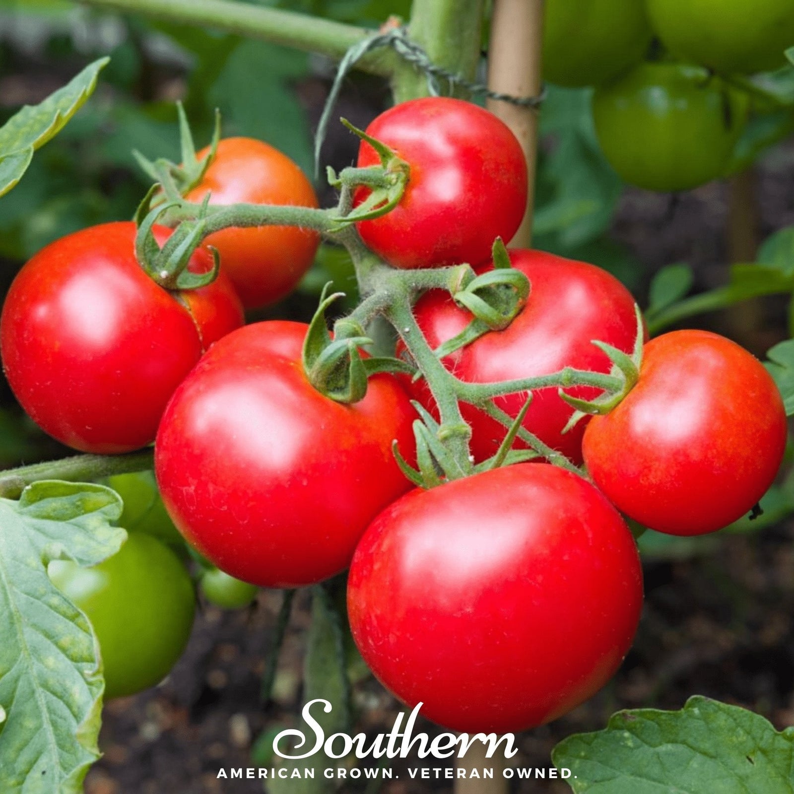 Tomato Seeds & More – Heirloom Varieties | Seed Therapy – Southern Seeds