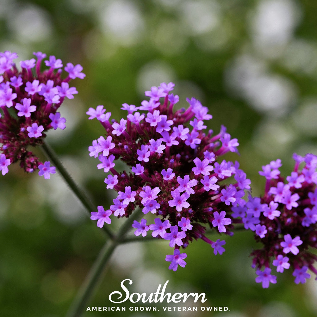 Vervain, Purple Top (Verbena bonariensis) - 100 Seeds - Seed Therapy ...