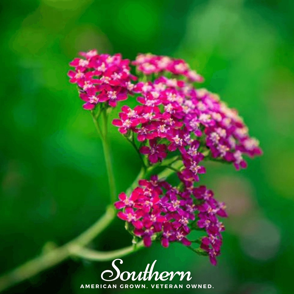 Yarrow, Cerise Queen (Achillea millefolium) - 50 Seeds - Seed Therapy ...